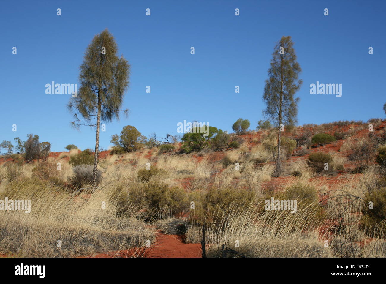 tree australia outback continent scenery countryside nature traveling ...
