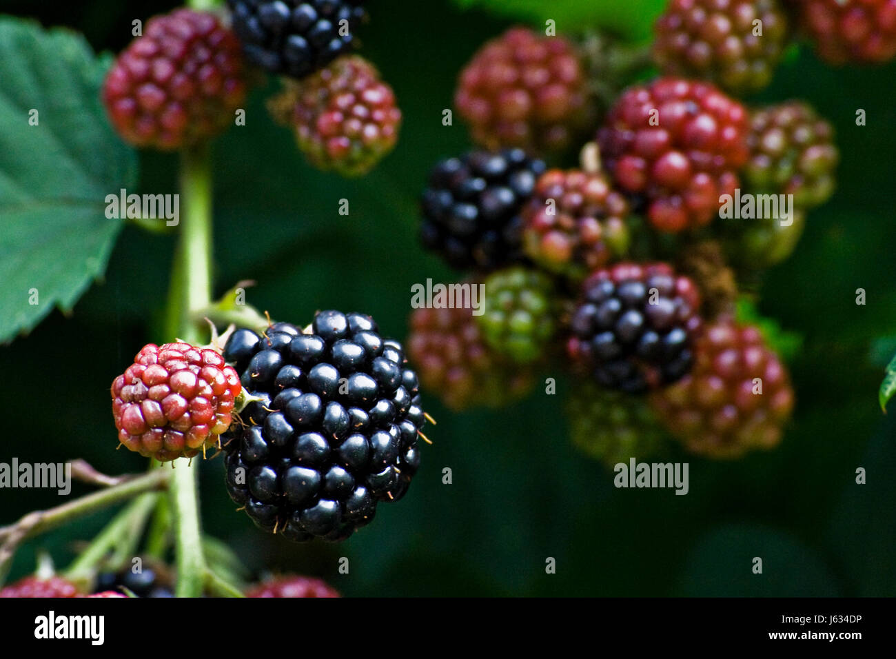 Brombeerbusch hi-res stock photography and images - Alamy