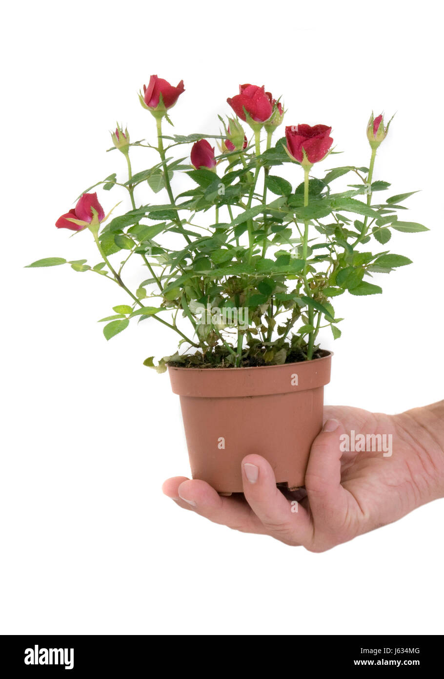 flower rose plant bloom blossom flourish flourishing roses ruddiness ...