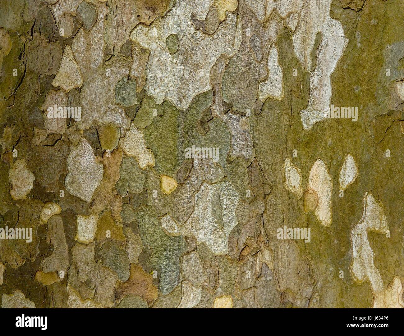 tree green bark drawing photo picture image copy deduction sycamore ...