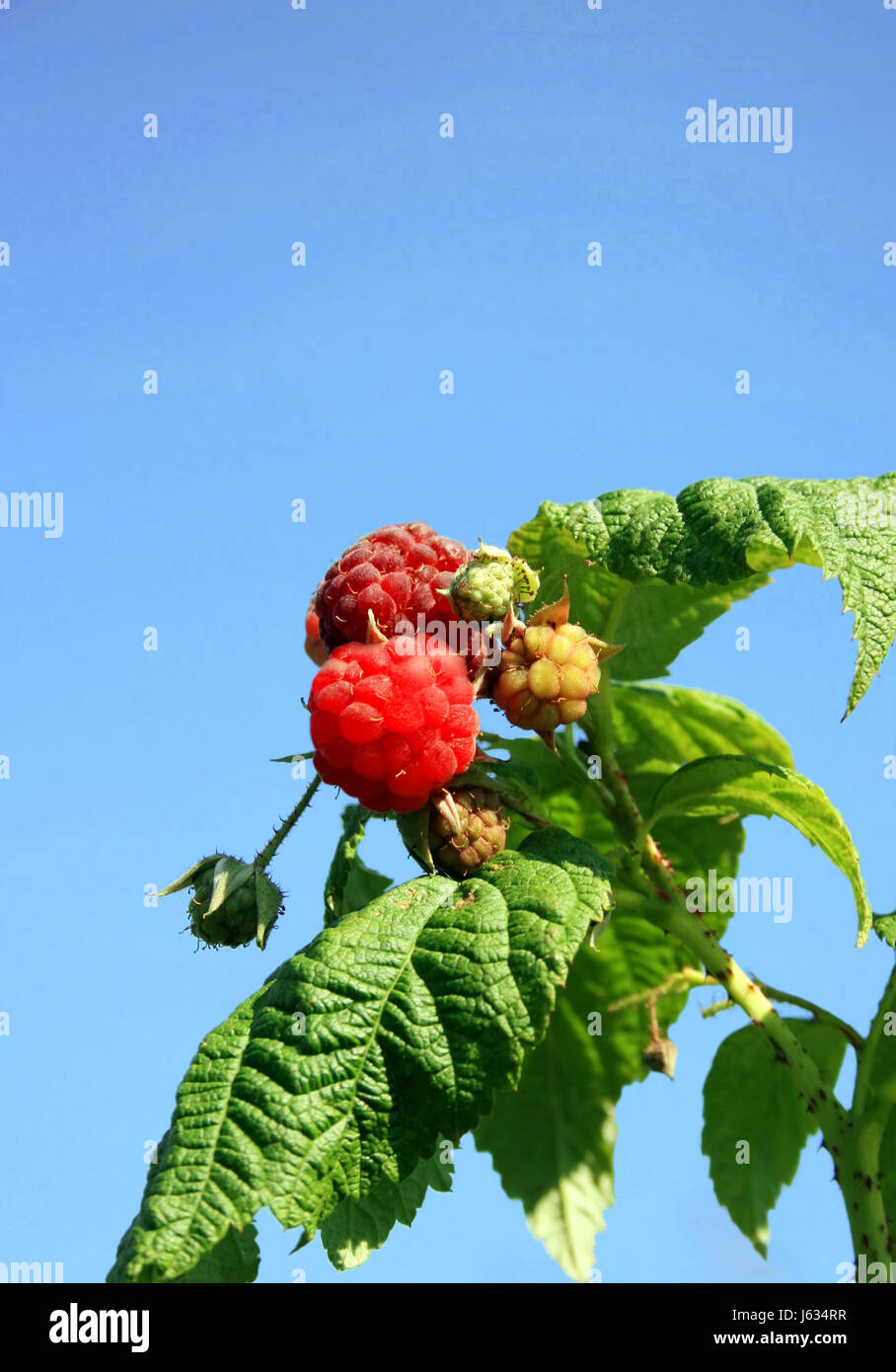 vitamins vitamines fruit fruity raspberry berry nature blue vitamins ...