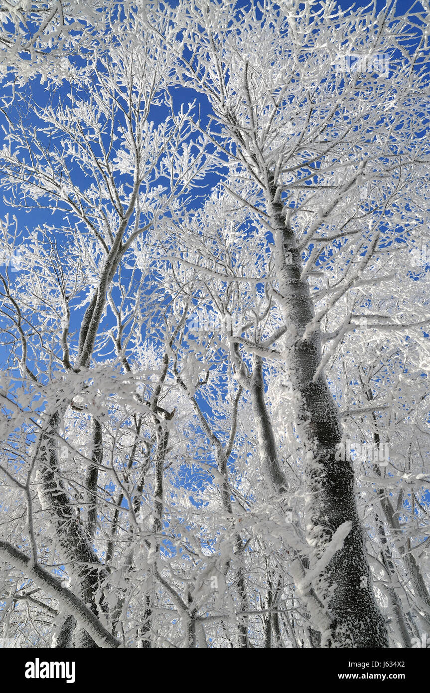 tree trees winter snow coke cocaine material drug anaesthetic addictive ...