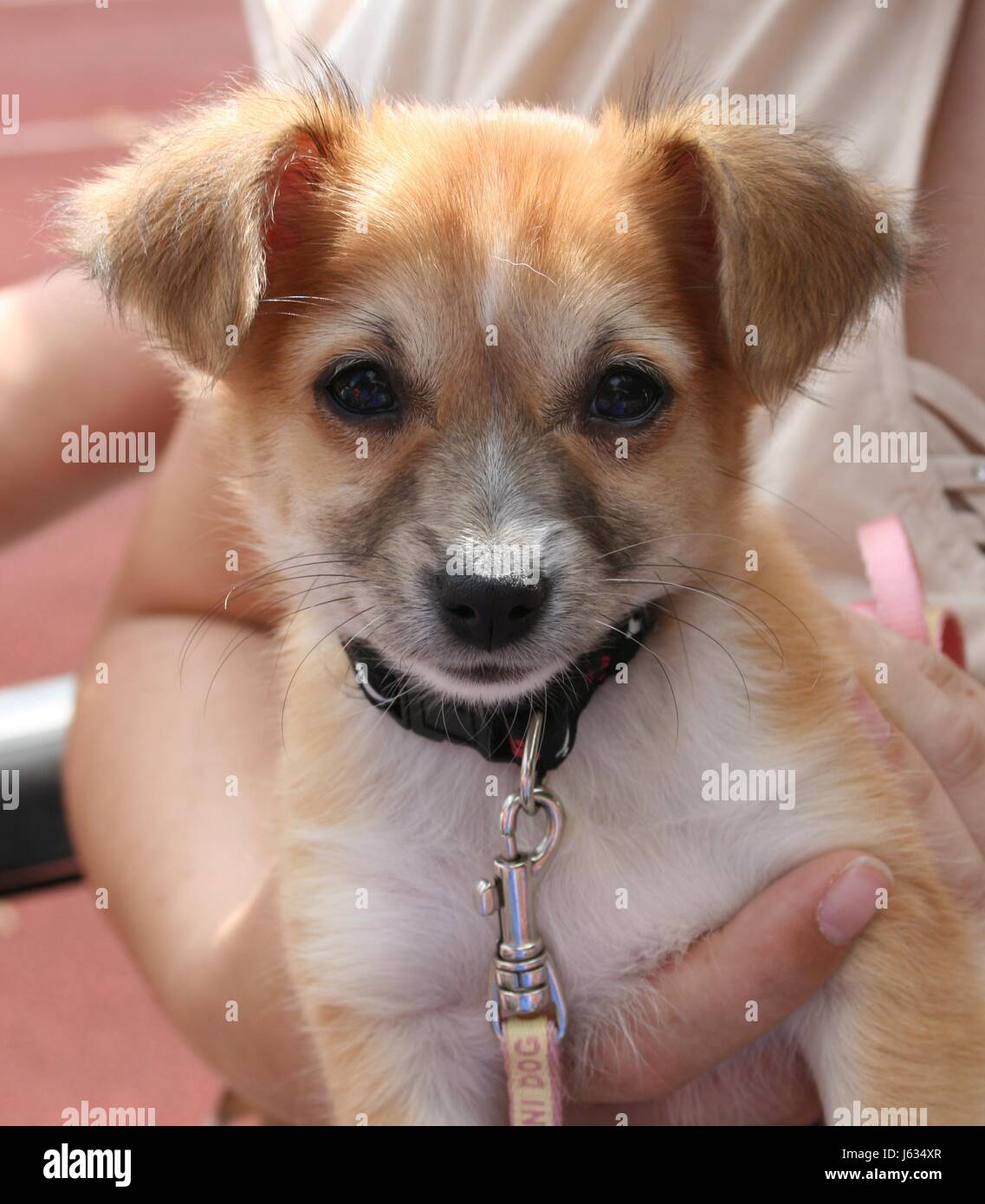 animal pet portrait dog puppy nature face eye organ skin small tiny ...