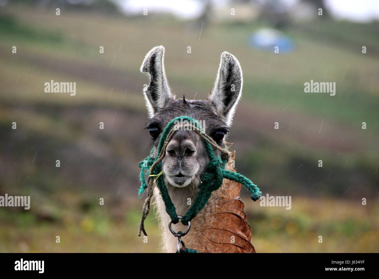 america andes pampa ecuador llama rain raining chile peru andes pampa ...