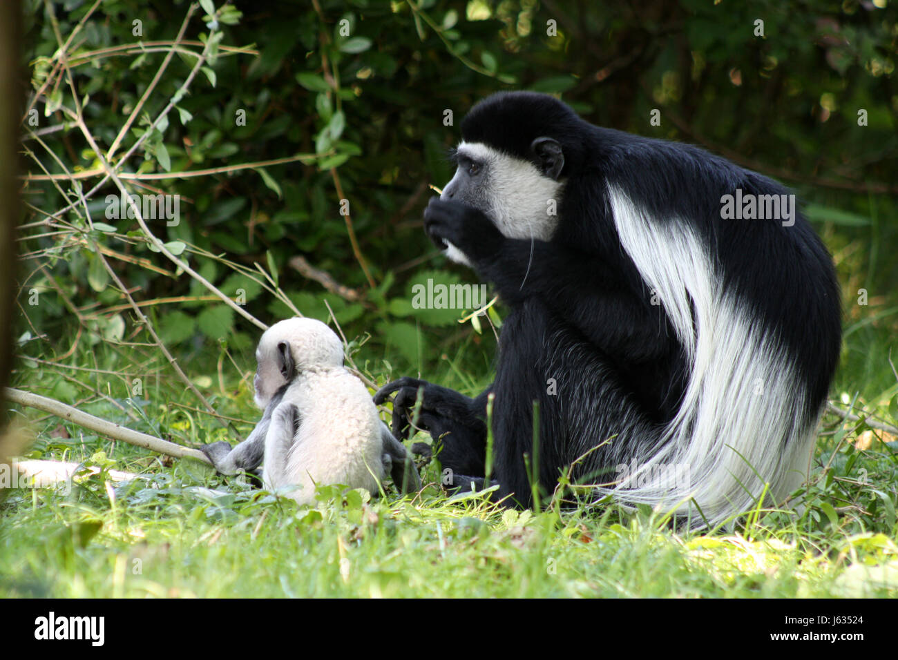 Colobus abyssinicus hi-res stock photography and images - Alamy