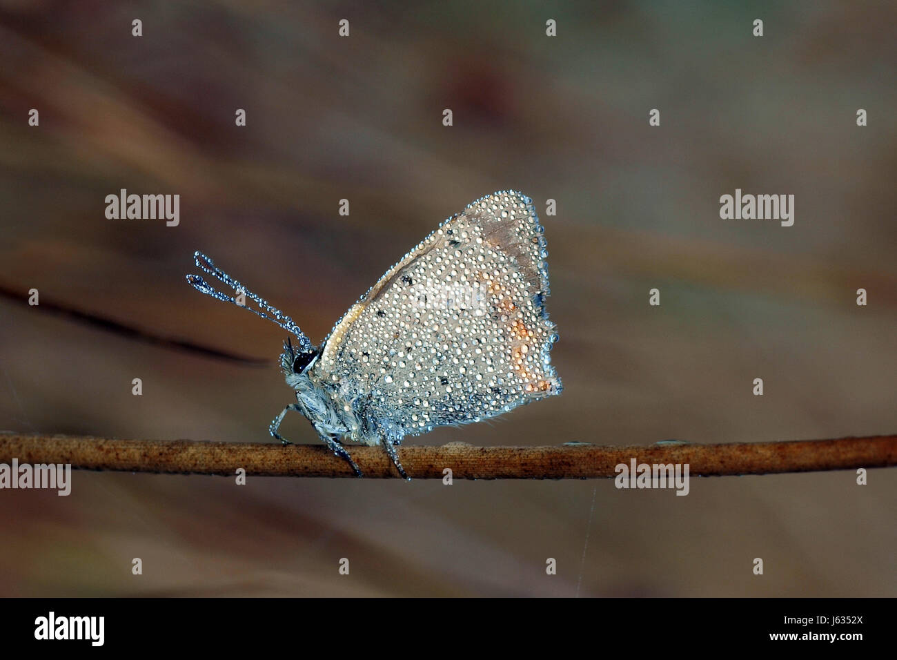 Kltestare hi-res stock photography and images - Alamy