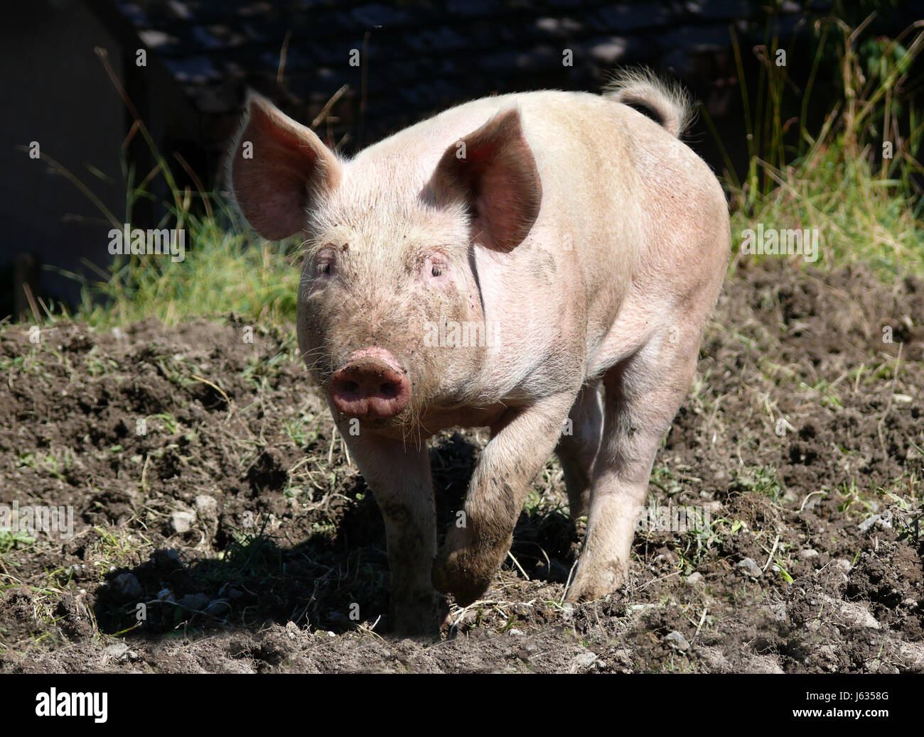 animal portrait ears piggy young younger pig ear animal agriculture ...