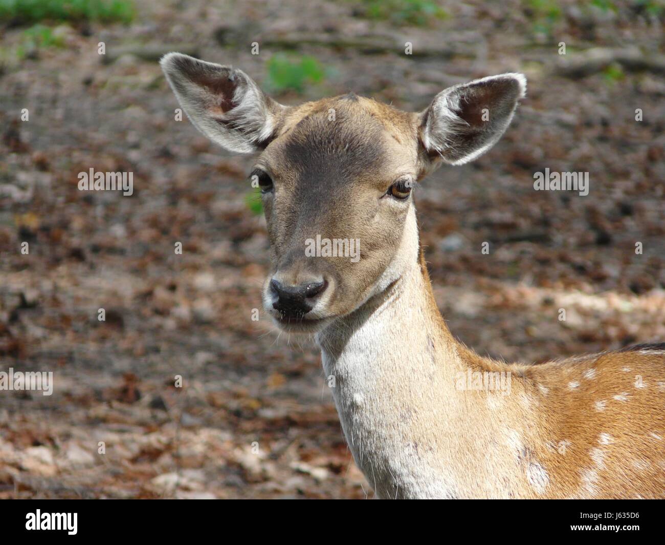 wild animals skin mammals young animal fawn roe wild animals skin ...