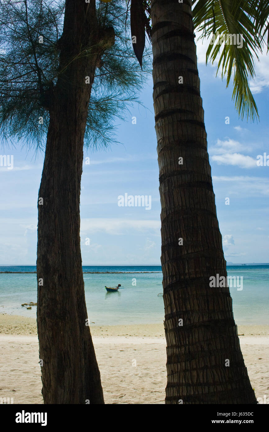 beach seaside the beach seashore thailand palm tree coco salt water sea ...