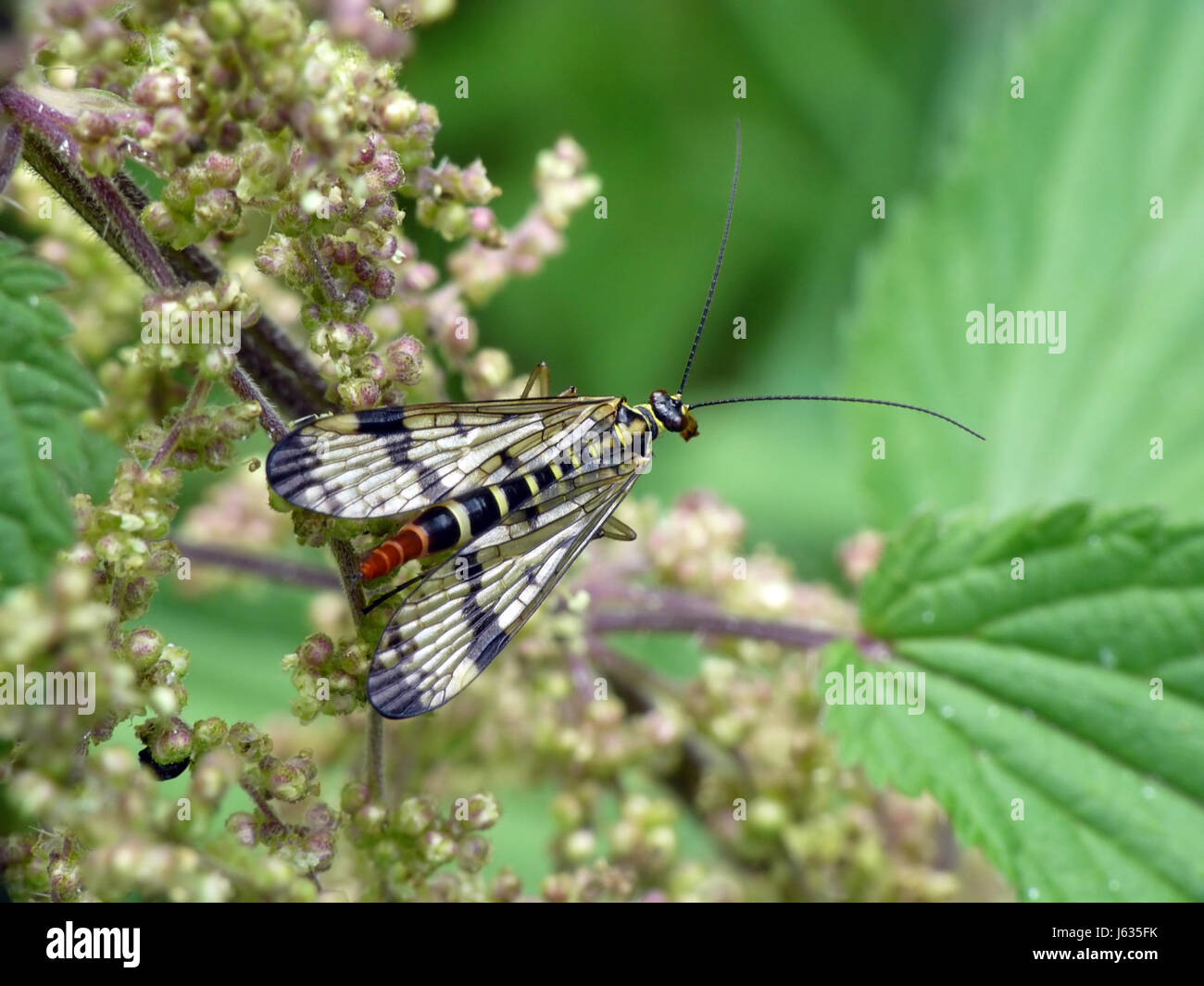 common scorpion fly Stock Photo - Alamy