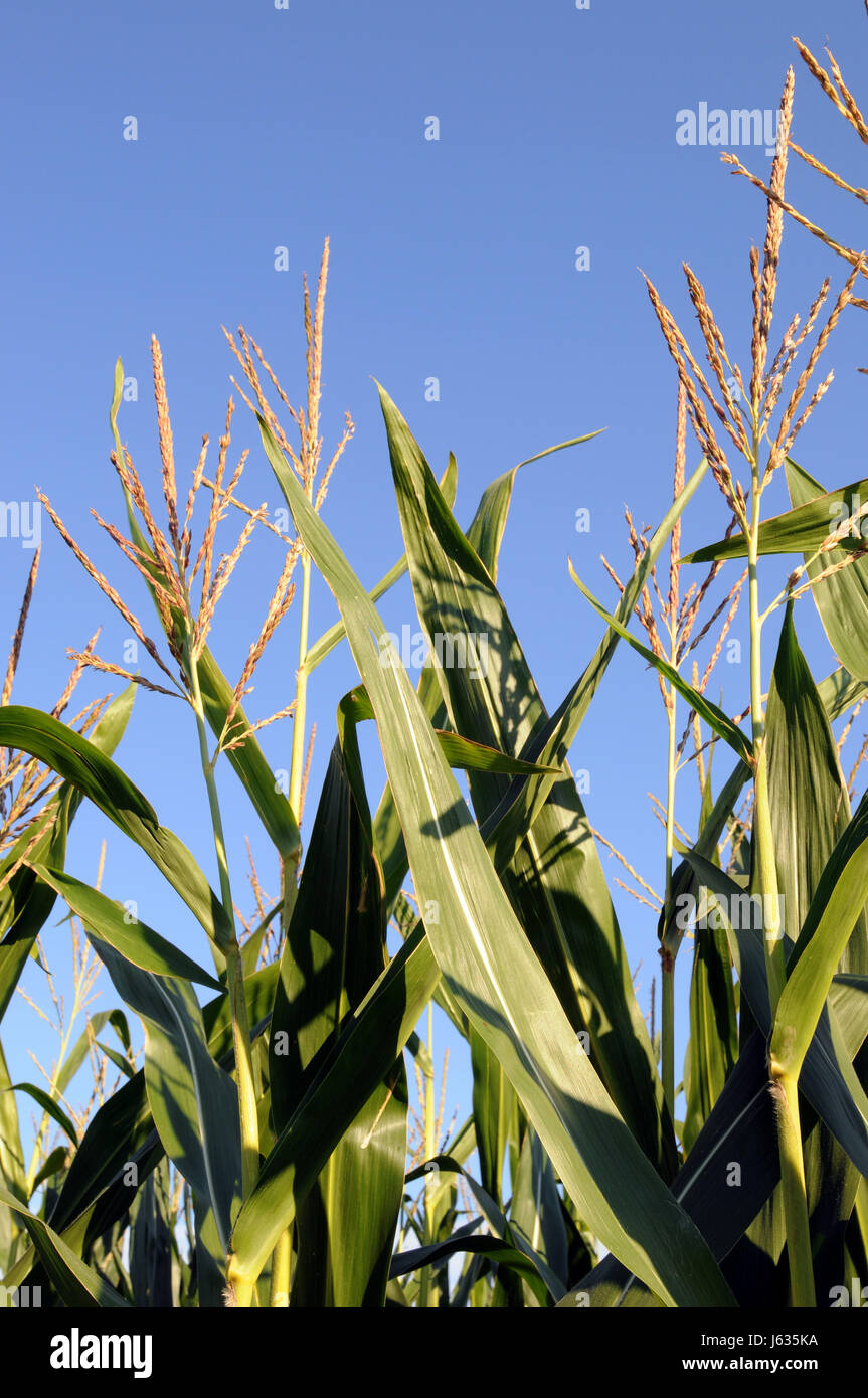 Agricultural source materials hi-res stock photography and images - Alamy
