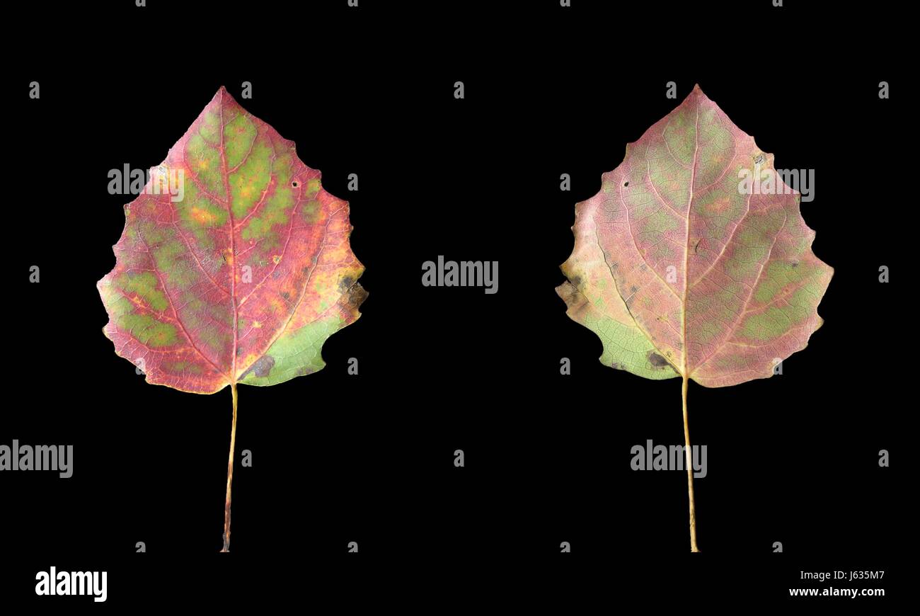 aspen leaf 03 Stock Photo - Alamy