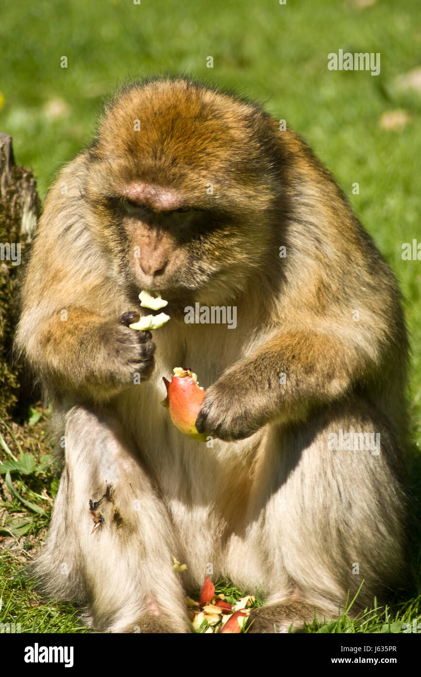 monkey eats apple Stock Photo - Alamy