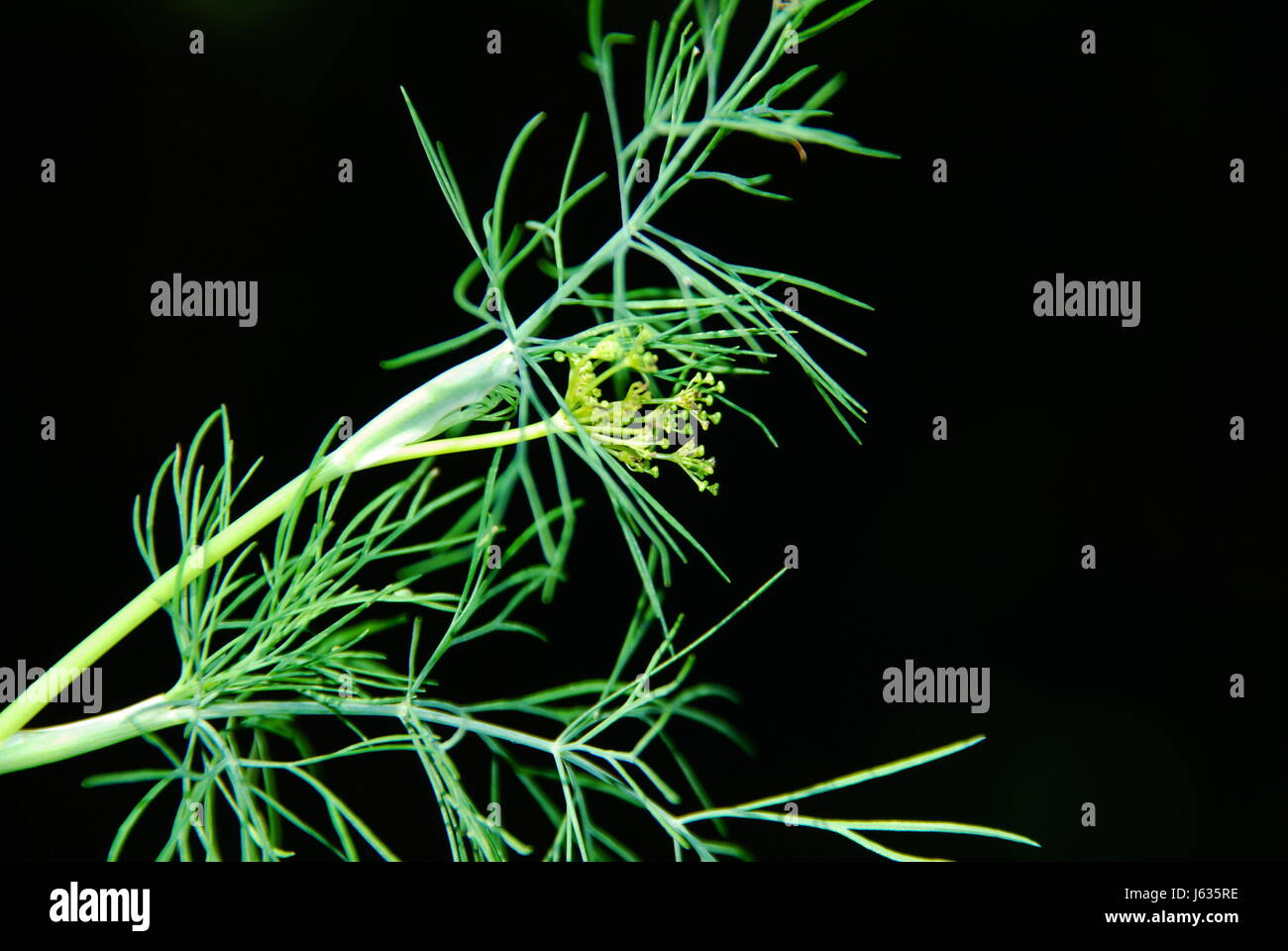 spice bloom blossom flourish flourishing dill herbs spice plant spices ...