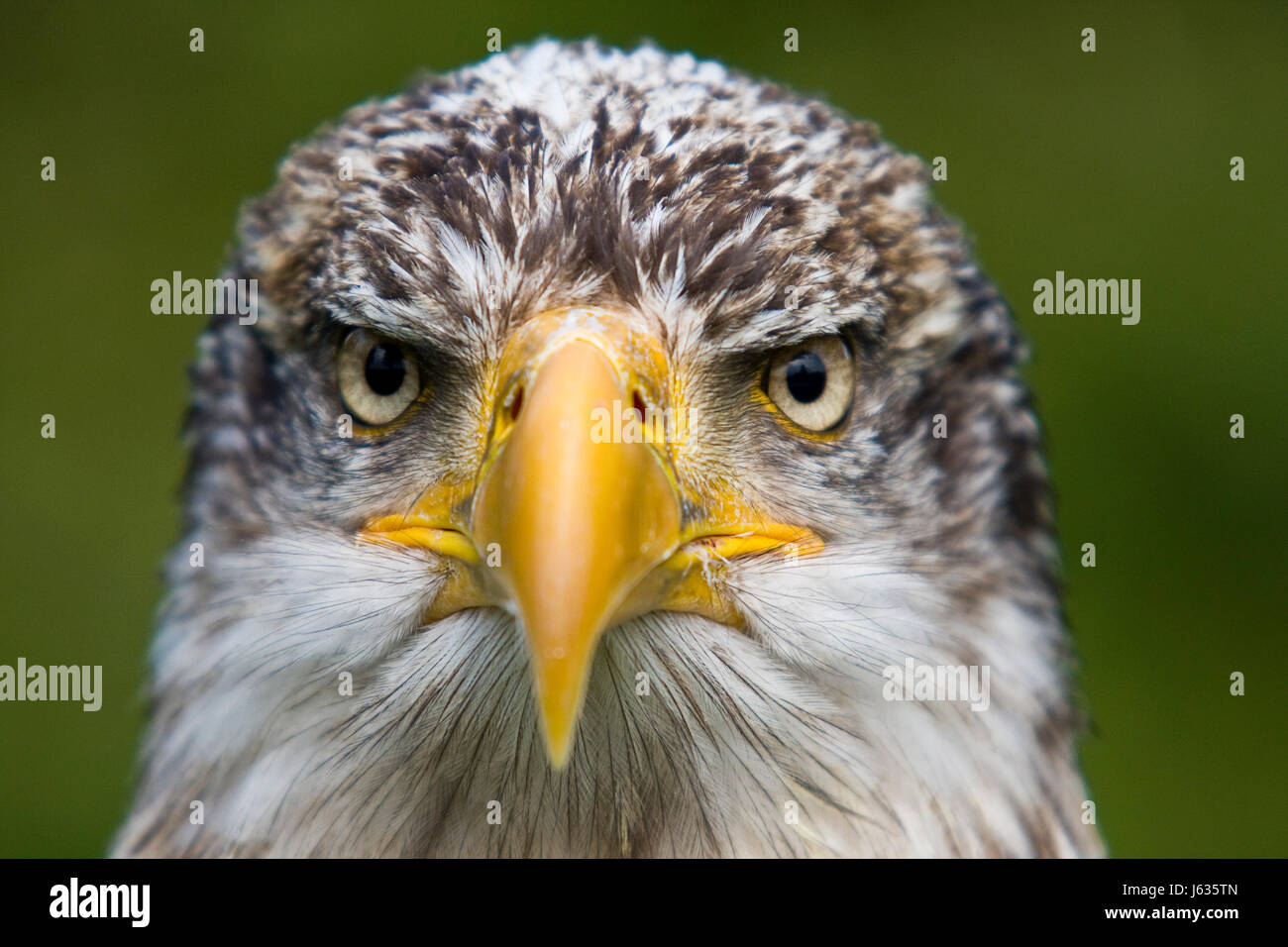 bird conservation of nature birds eagle bald eagles proud pride flight ...
