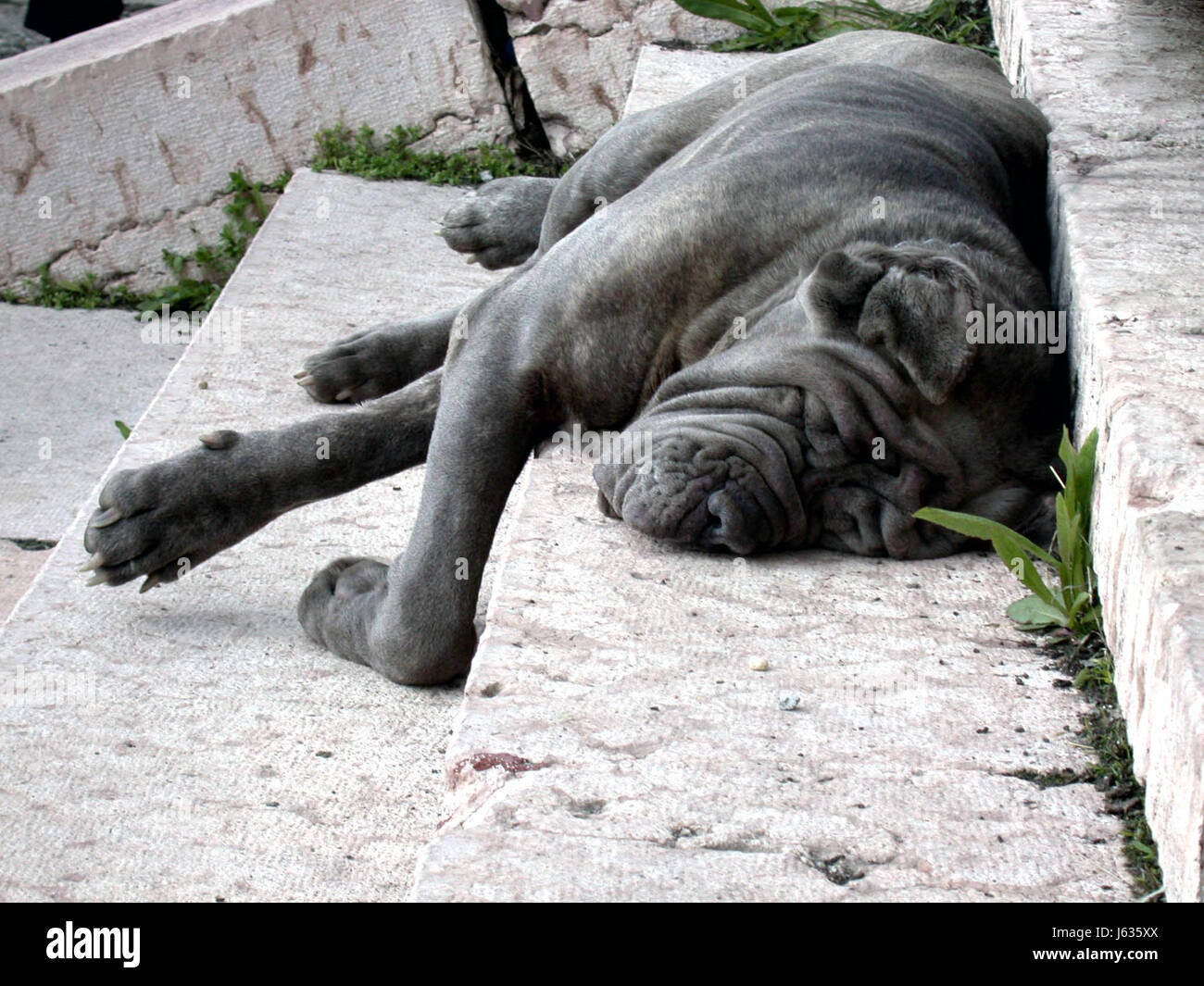 stairs portrait dog sleep sleeping tired boredom bulldog sleepy stairs ...