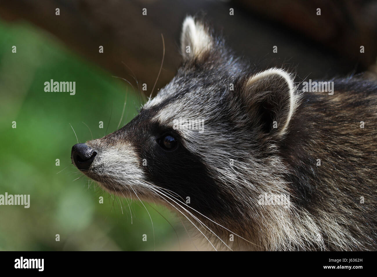 bear predator raccoon coon washable bear mammals predator claws raccoon ...