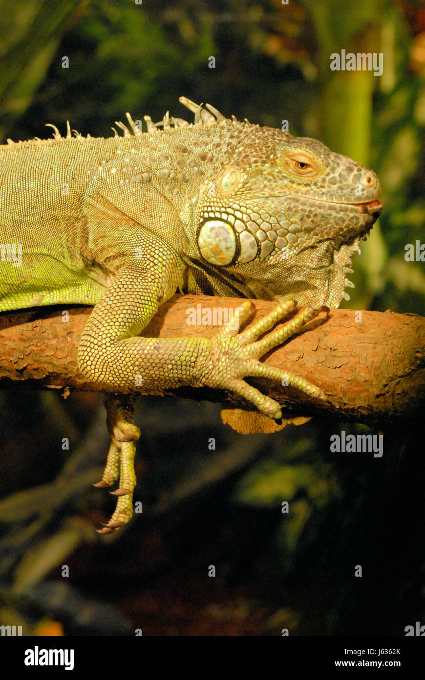 reptiles chameleon vertebrates eye organ branch claws reptiles claw ...