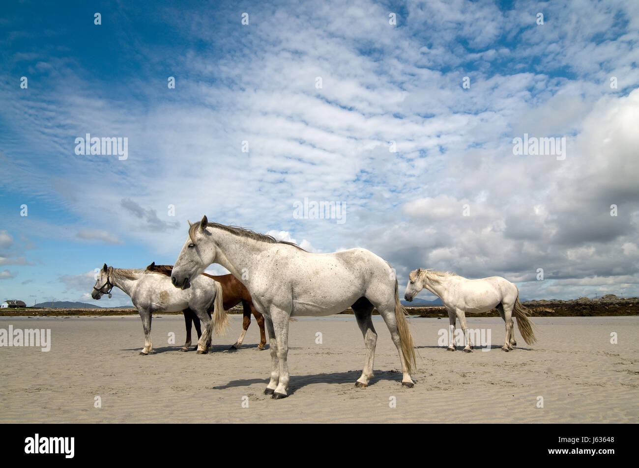 connemara pony and irish draught horses on the beach in carna Stock ...
