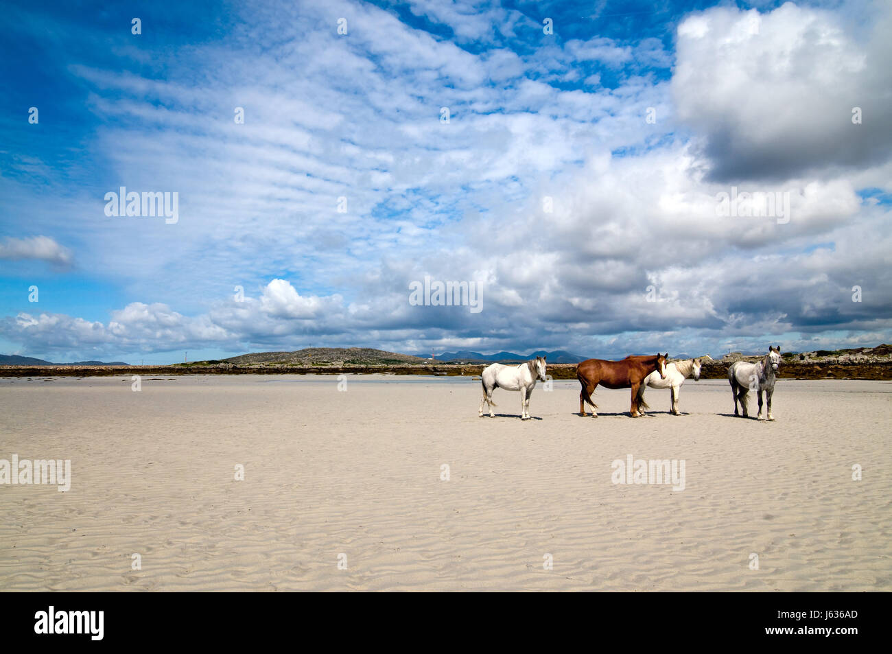 on the beach of carna in connemara Stock Photo - Alamy
