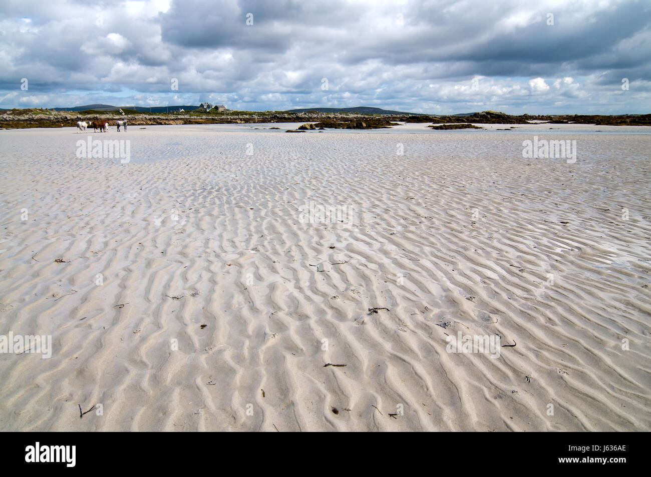 on the beach of carna in connemara Stock Photo - Alamy