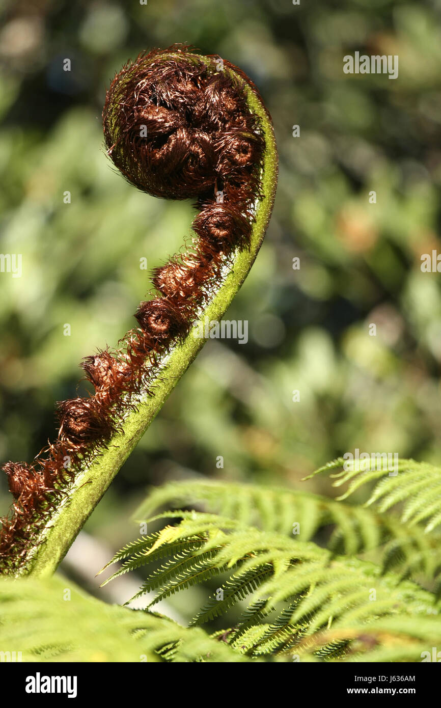 koru in new zealand Stock Photo - Alamy