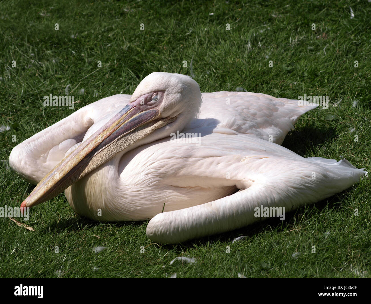bird birds lie lying lies sits pelican meadow grass lawn green green ...