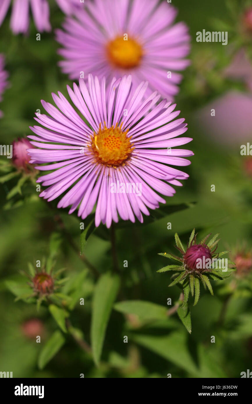 flower flowers plant purple compositae nature bloom blossom flourish ...