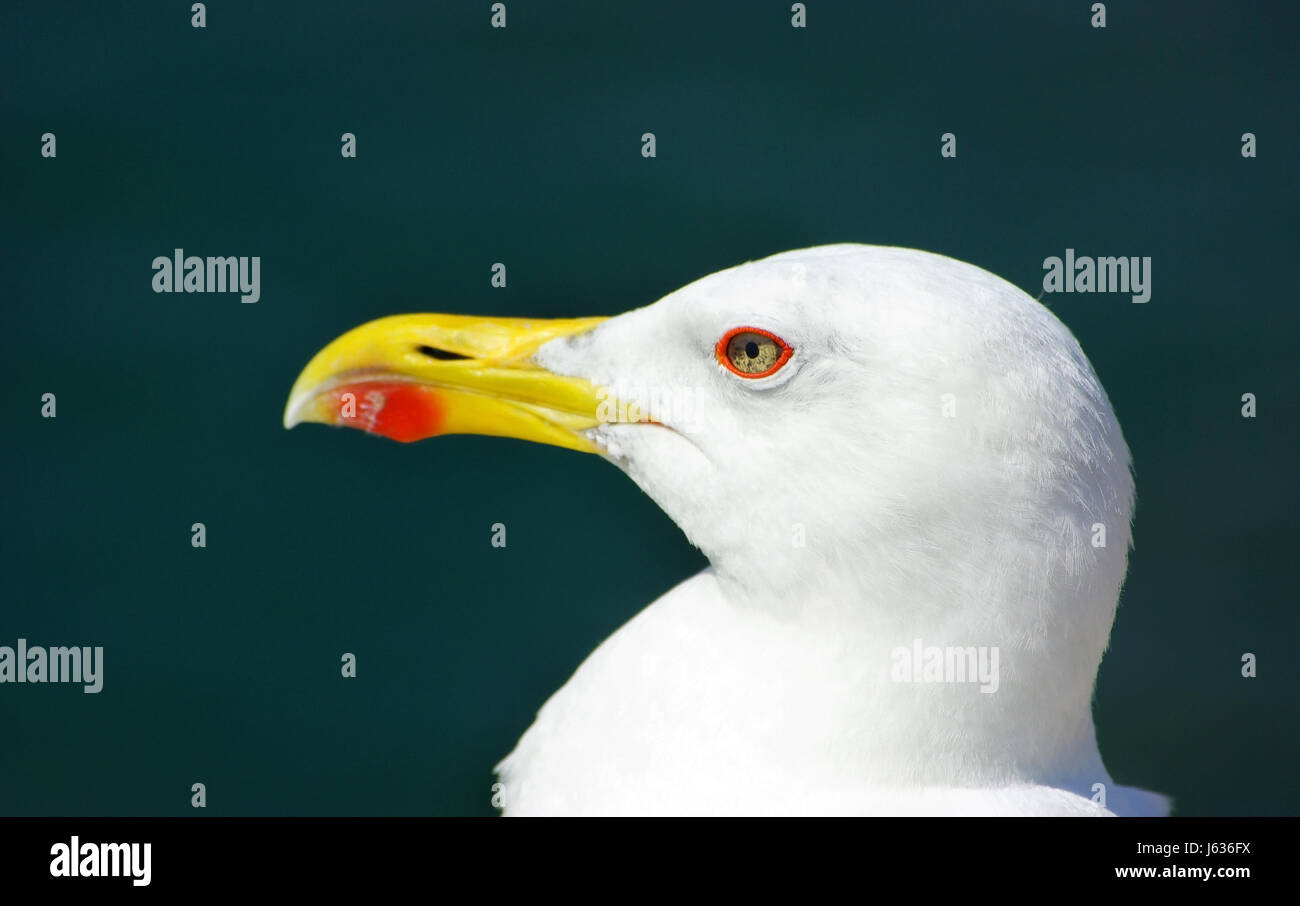 profile bird white yellow head seagull gull close profile blue macro ...
