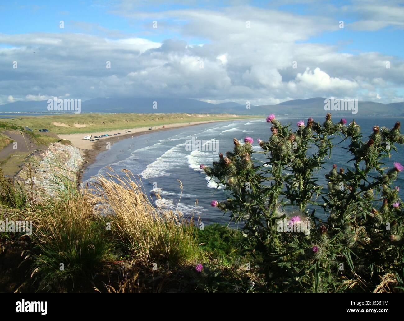 beach seaside the beach seashore europe thistle ireland peninsula salt ...
