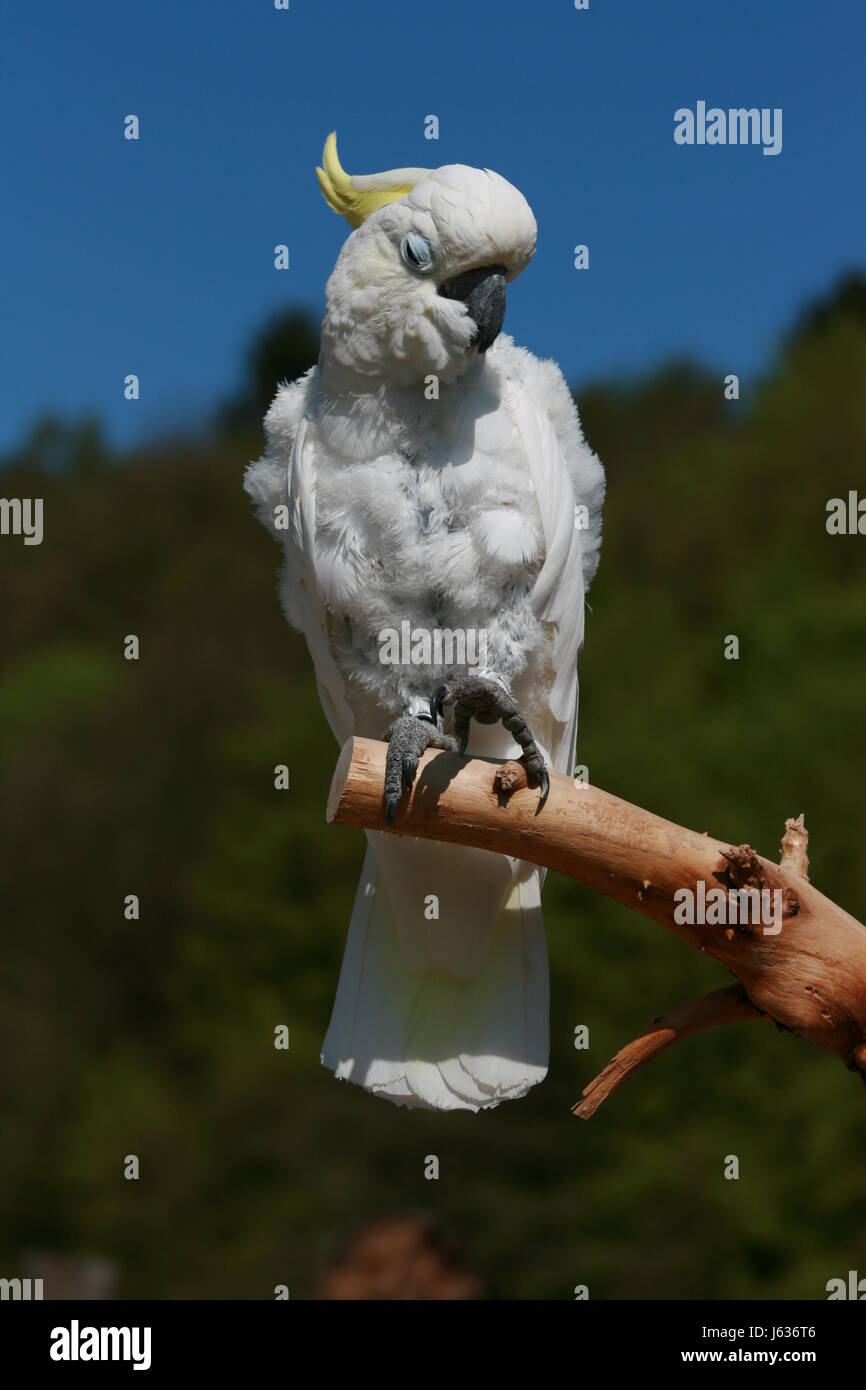 Pure White Parakeet