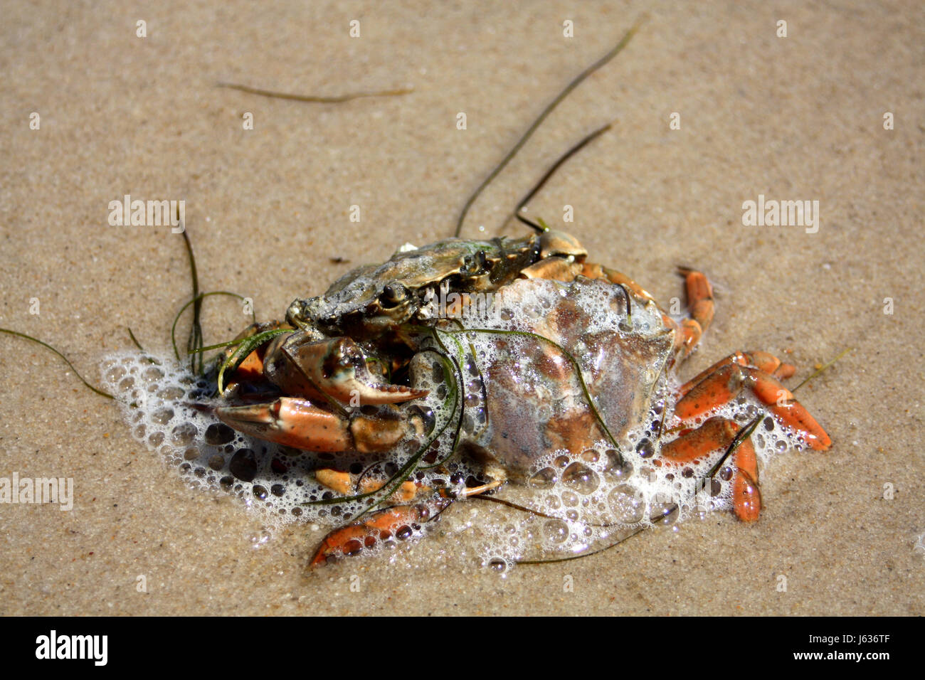 water north sea salt water sea ocean watt cancers water north sea salt ...