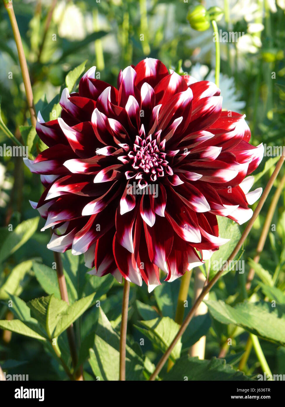 Dalie hi-res stock photography and images - Alamy