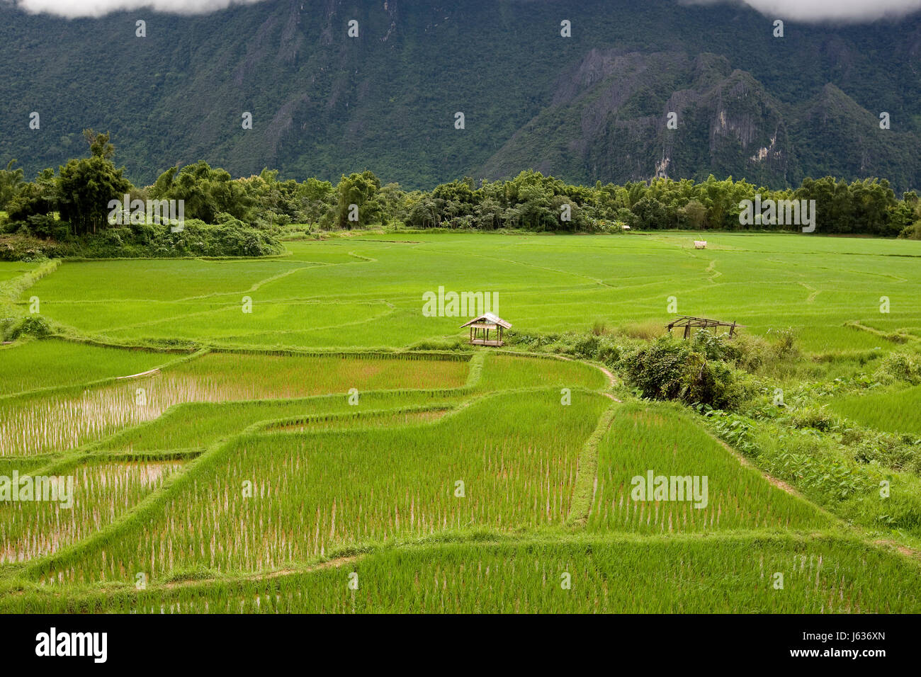 rice field in laos Stock Photo - Alamy