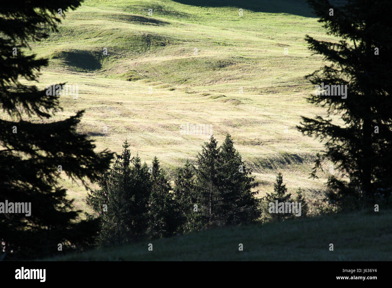 alp glade meadow forest nature willow alp waist belt glade clemency ...