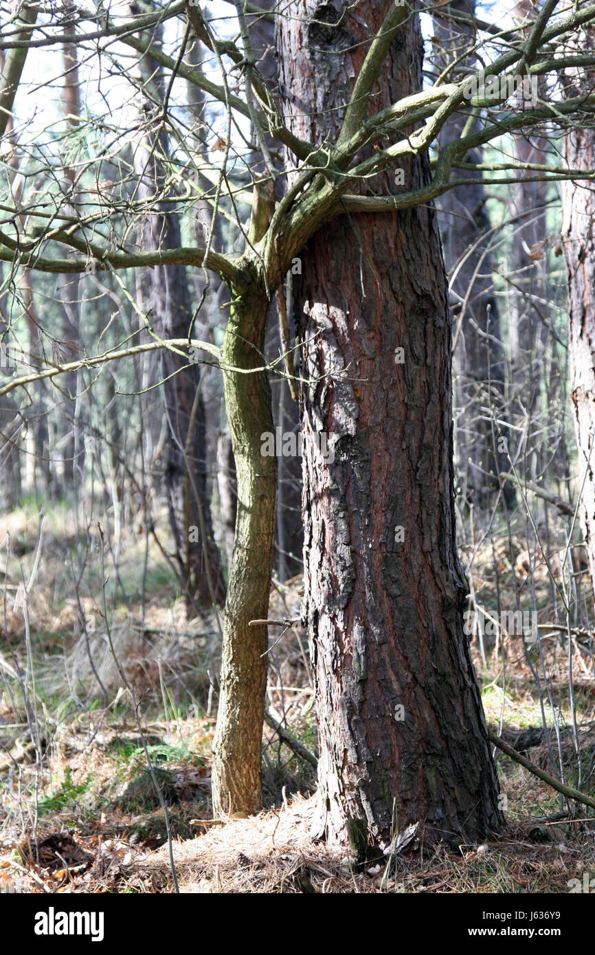 Conjoined trees hi-res stock photography and images - Alamy