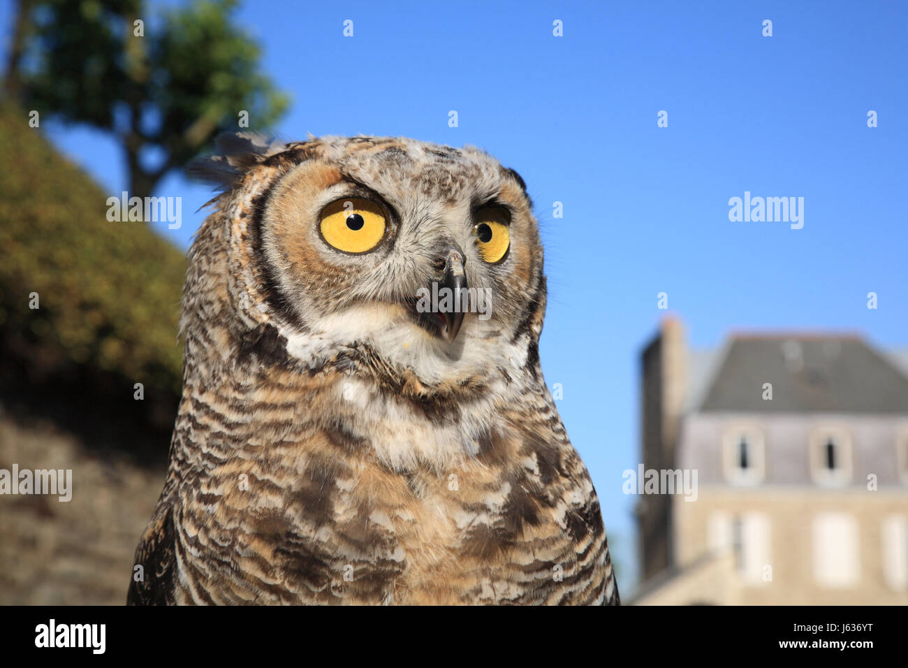 eyes owl stern predator bird hunter face look glancing see view looking ...