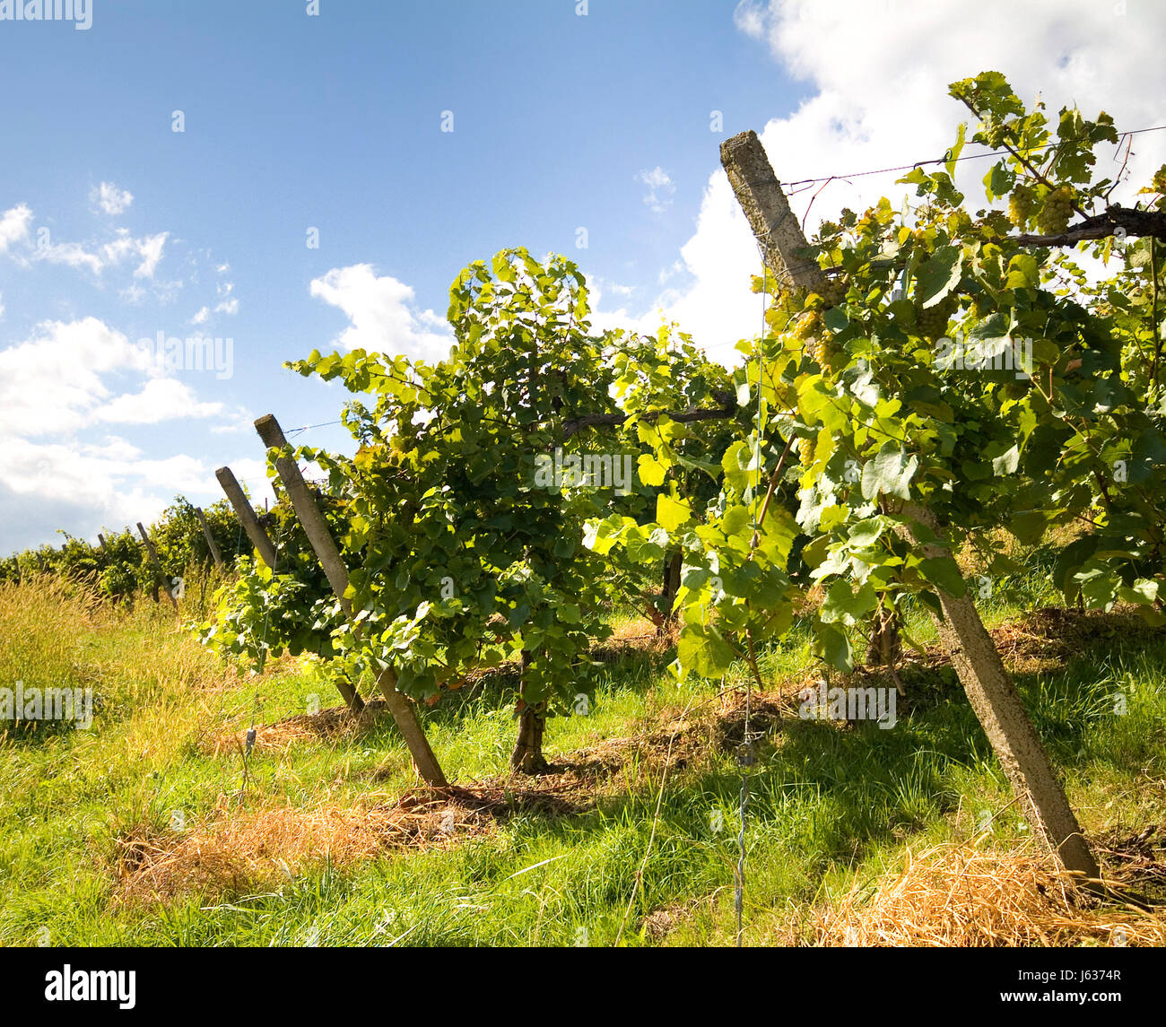 vineyard vines vine grape vine grape-vine mountain scenery countryside ...