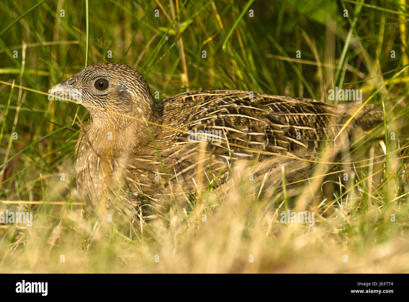 partridge animal green brown brownish brunette fauna poultry chicken ...