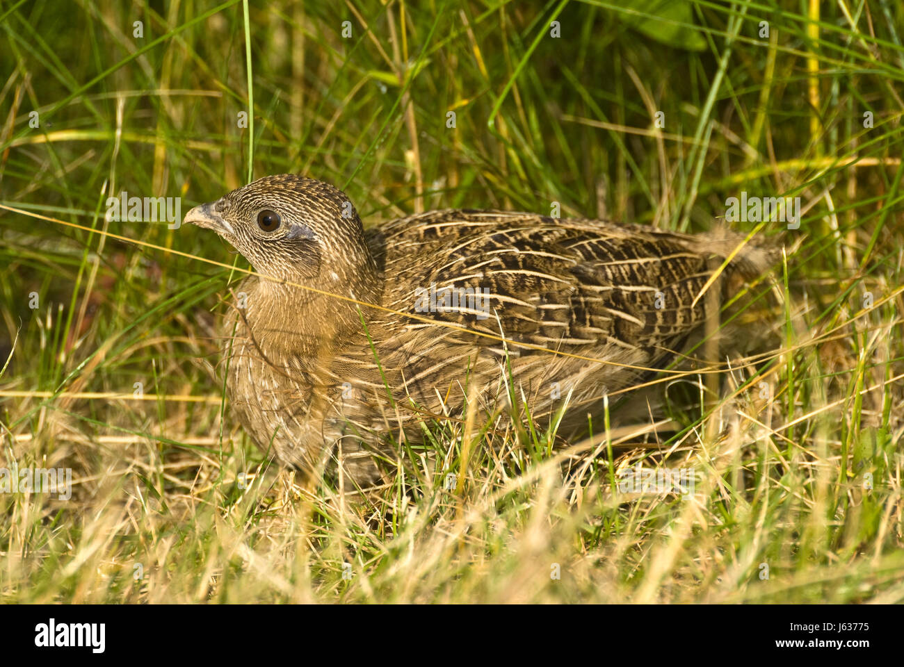 young partridge 4 Stock Photo - Alamy