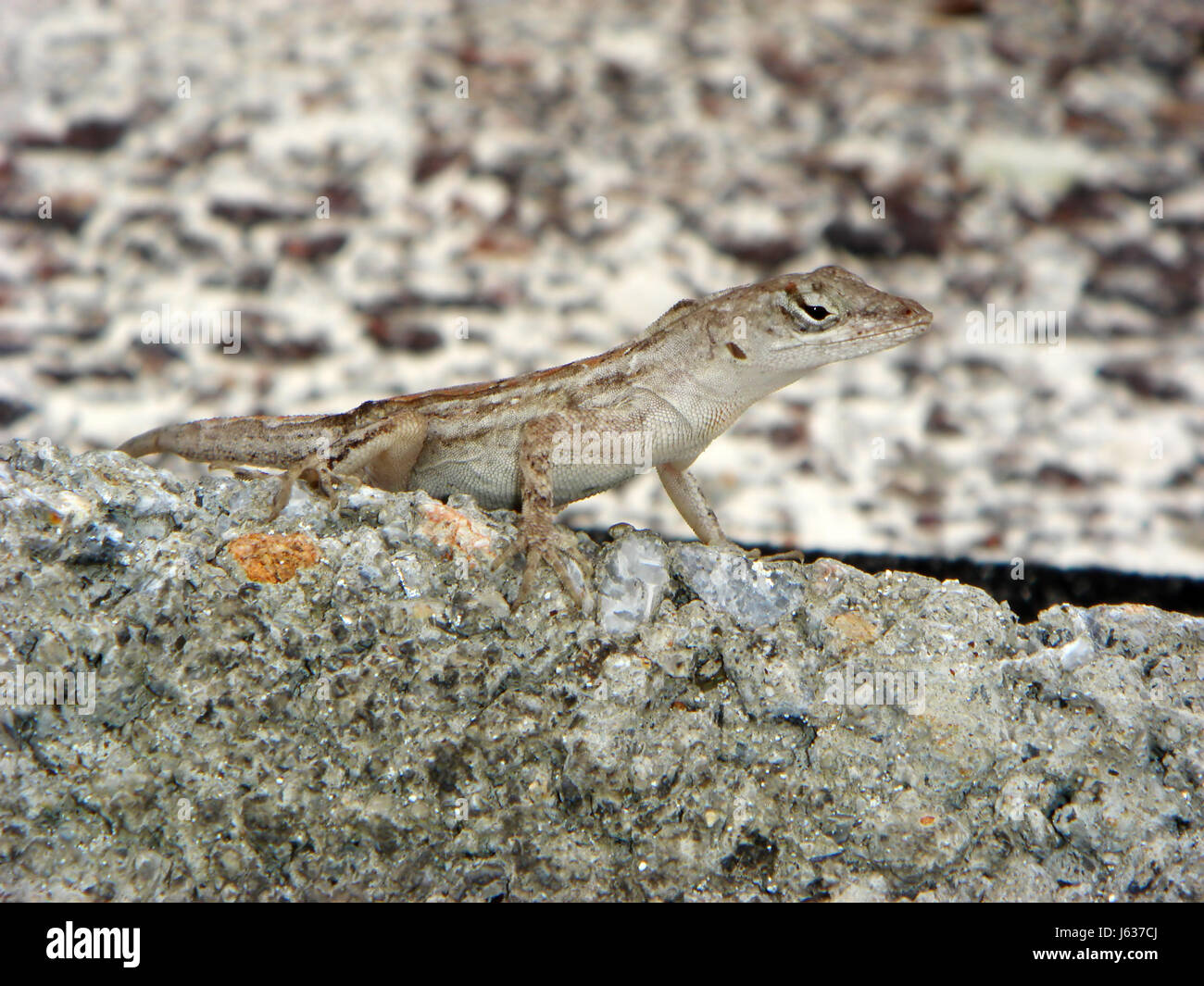 reptile lizard saurian wildlife gecko cuba fauna lizard rock reptiles ...