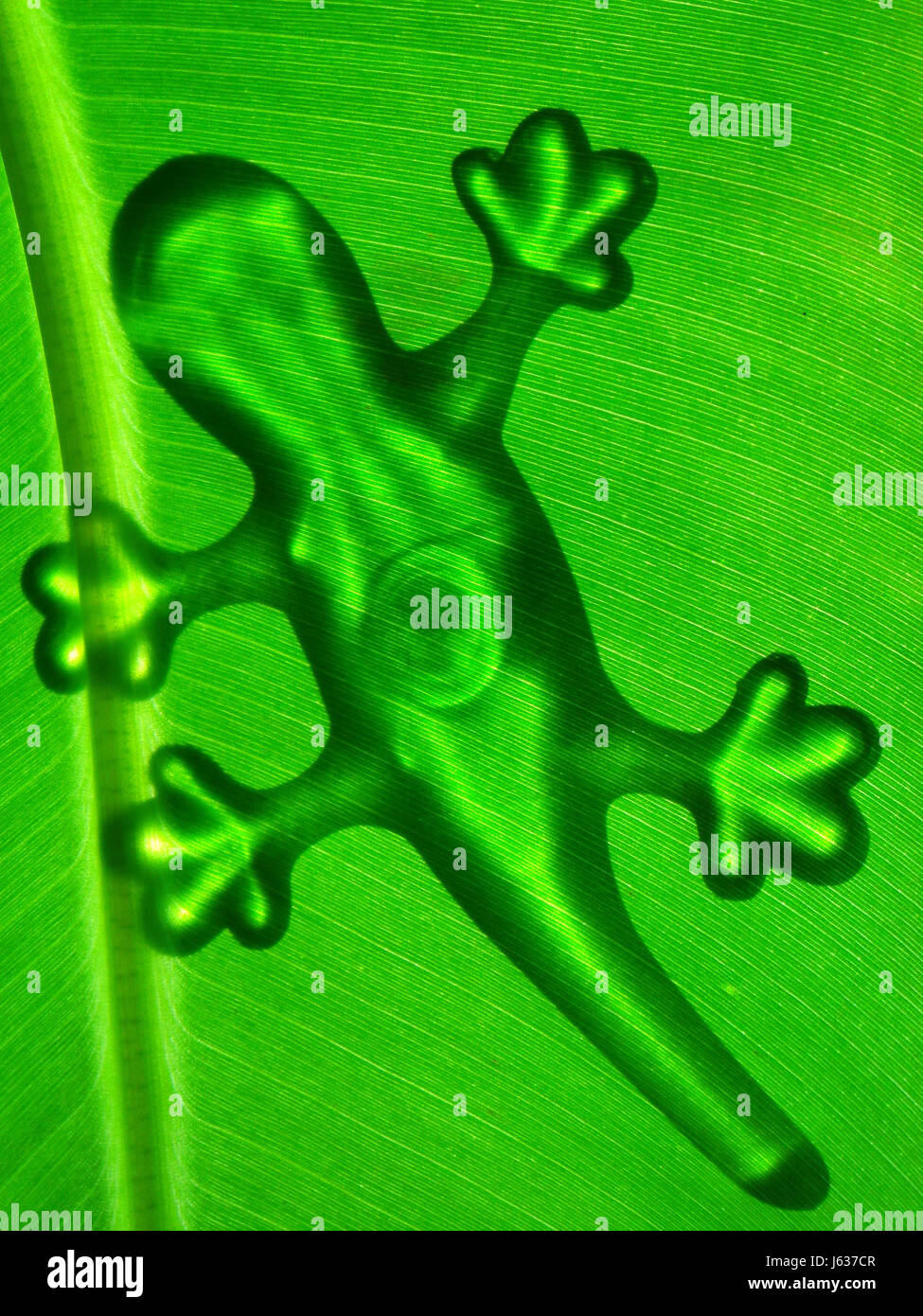 leaf reptile saurian palm tree silhouette rise climb climbing ascend ...