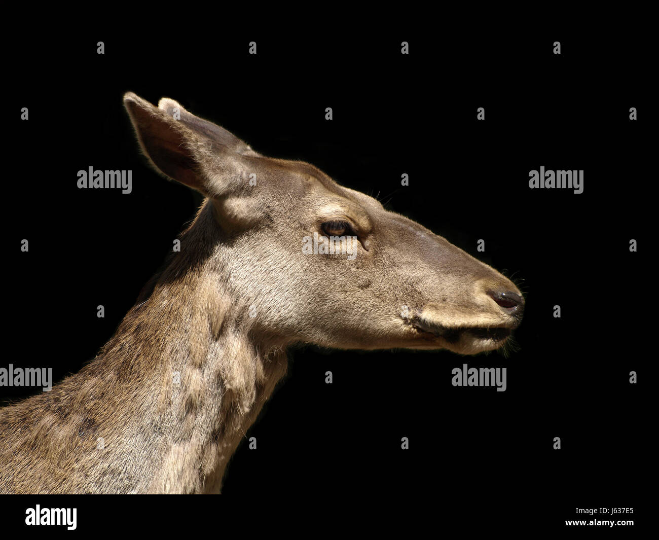 isolated female deer stag hind roe hart stag optional animal mammal ...