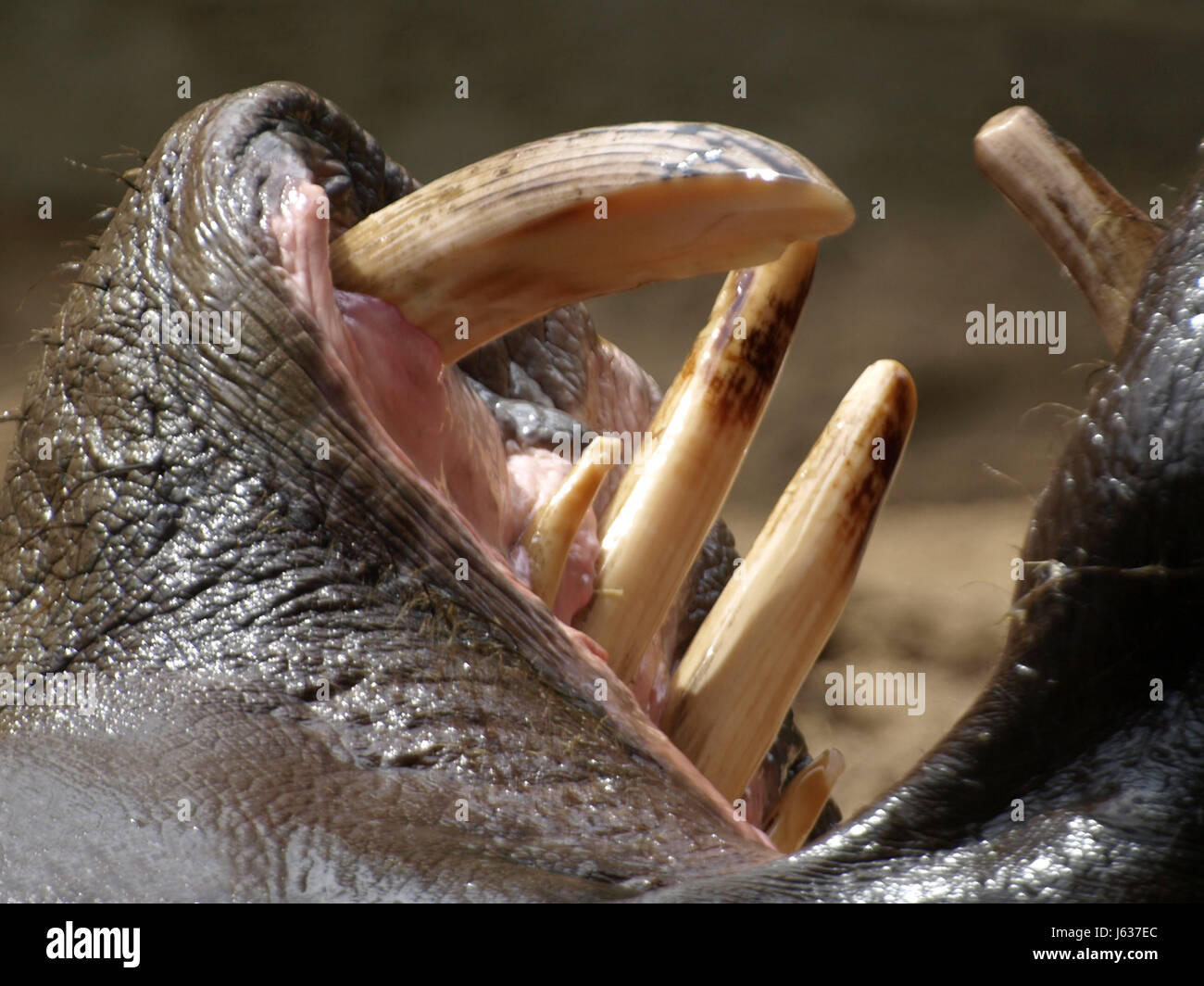 mouth teeth bit open muzzle hippo cutter danger detail animal mammal ...
