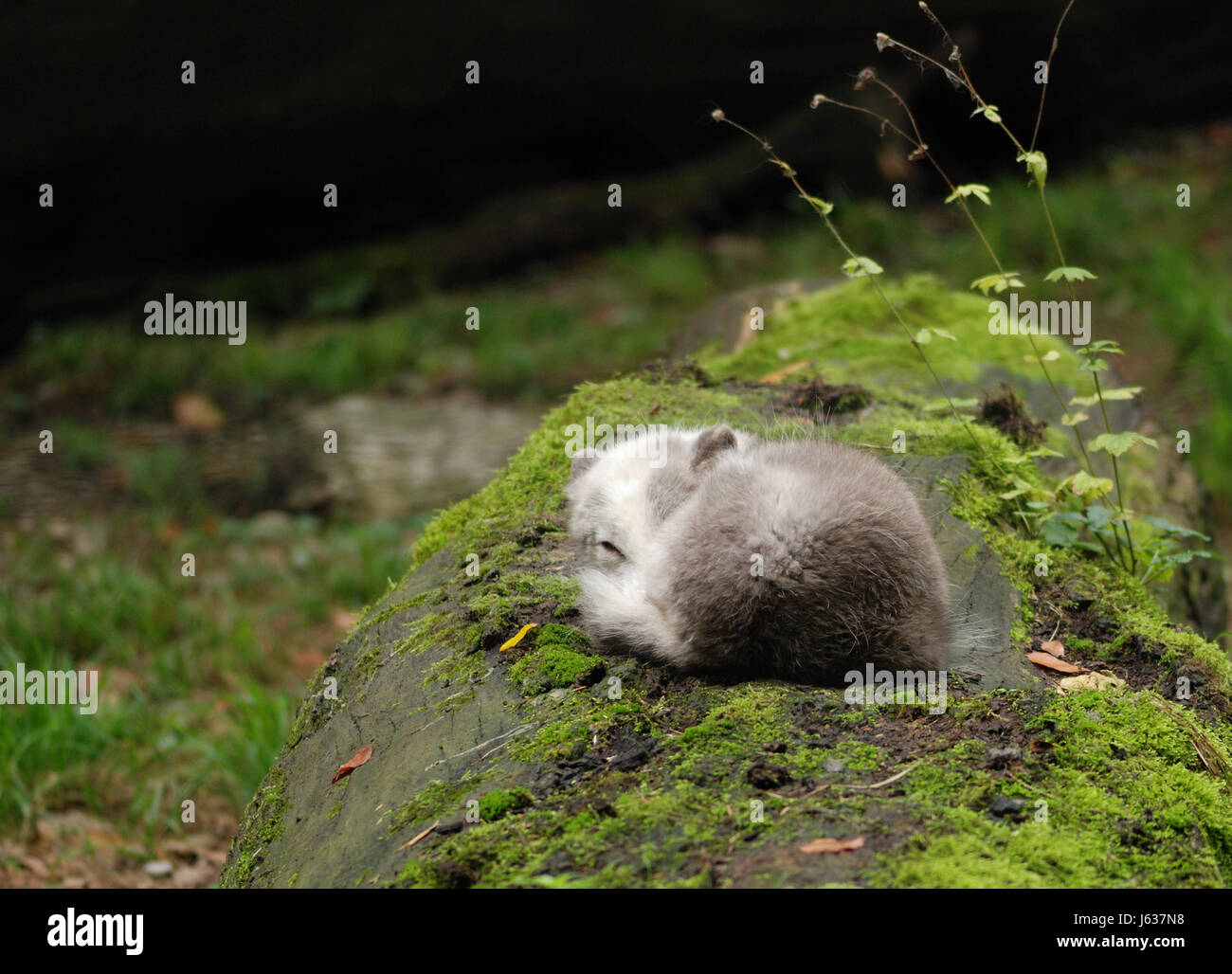 Eisfuchs hi-res stock photography and images - Alamy