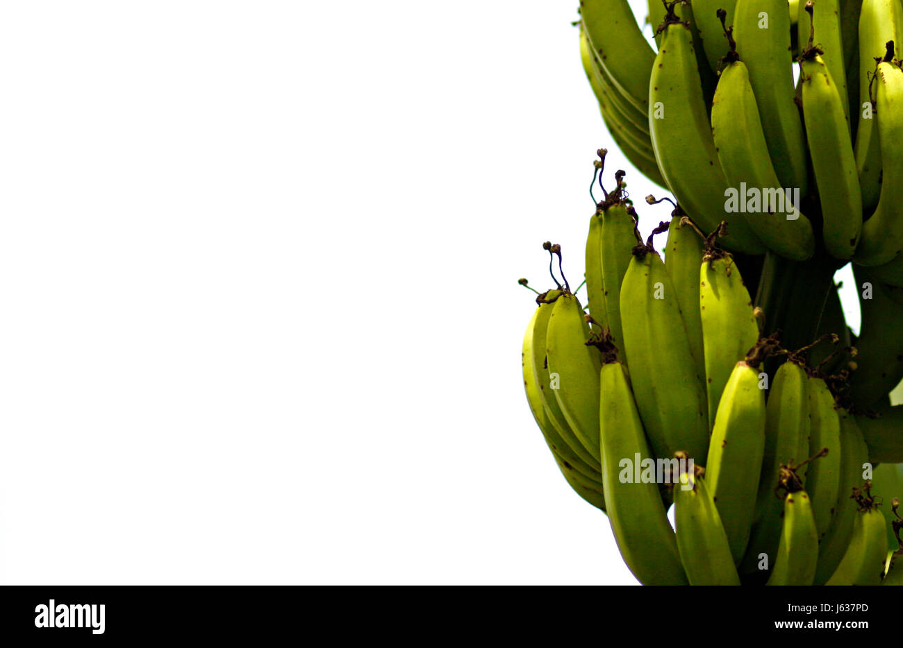 vitamins vitamines freshness fruit exotic banana bananas healthy food ...