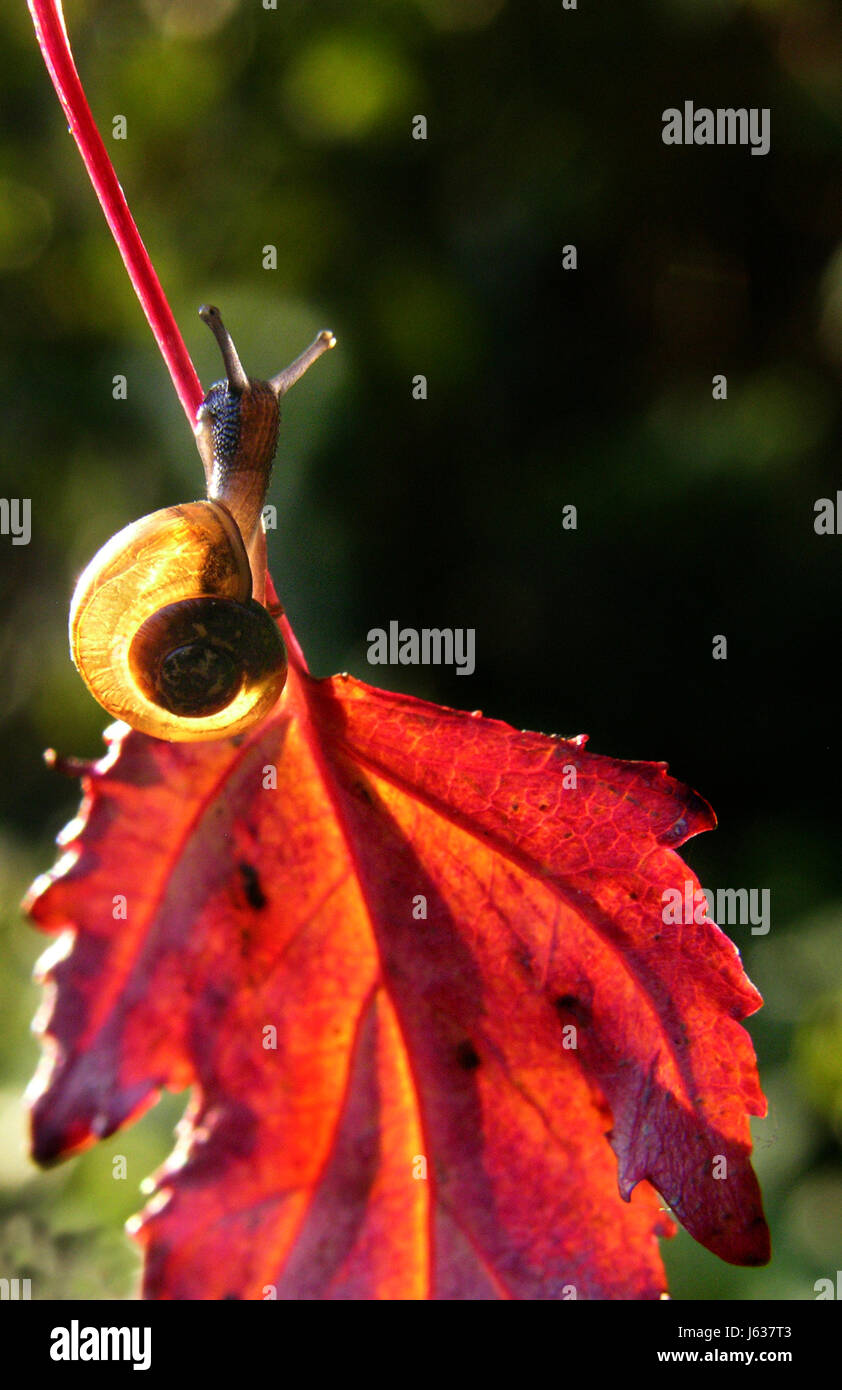 snail snail shell autumn foliage cabinet housing page sheet leaves ...
