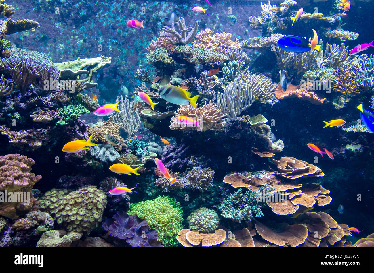 Colorful fish reef panoramic hi-res stock photography and images - Alamy