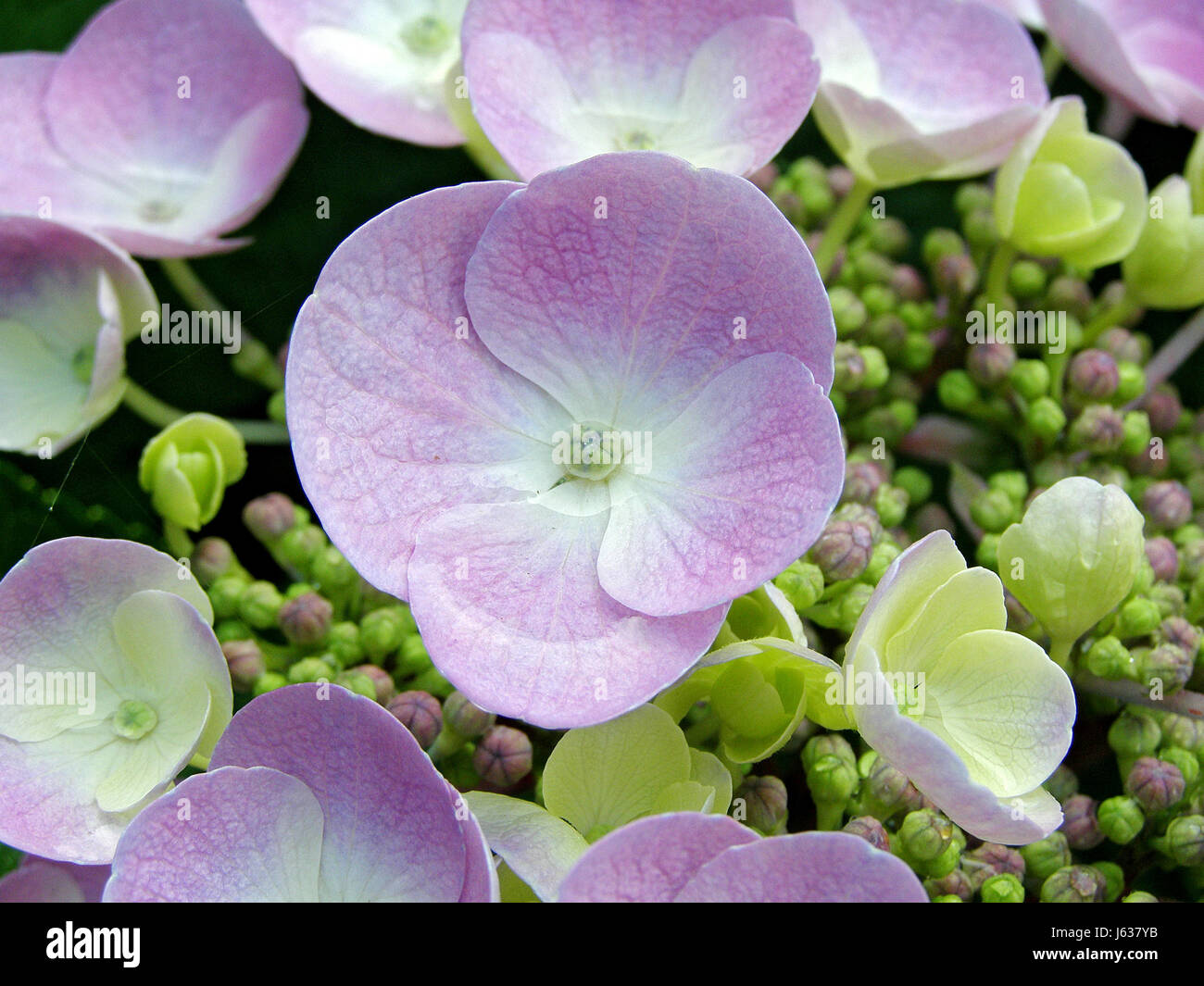 hydrangea umbel pink garden buds sterile gardens nature hydrangea ...