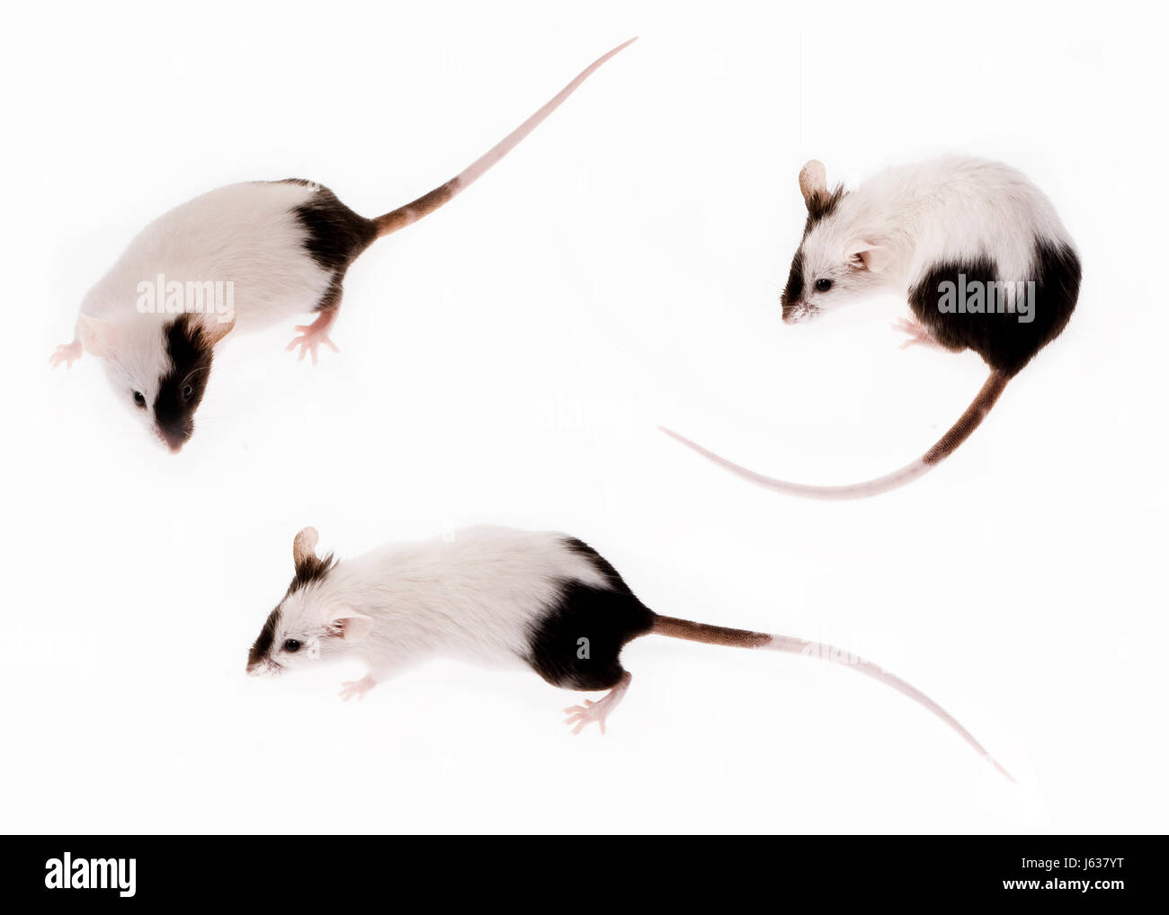 Mice ears Cut Out Stock Images & Pictures - Alamy